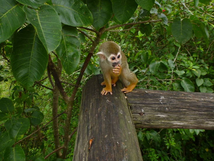 Monkeyland Tour in Punta Cana - Travel Blog | Hotel Reviews | Tours ...